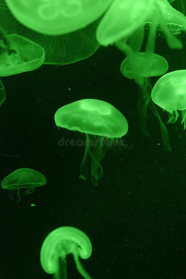 Groene kwal stock foto. Image of kwallen, hoofd, leven - 2226458