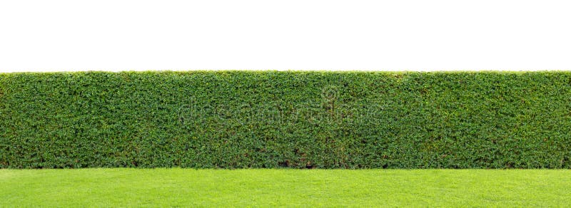 Groene haag stock foto. Image of tuin, park, versheid - 40731456