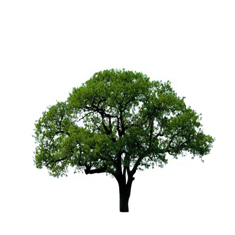 Mooie Groene Boom Op Een Witte Achtergrond in Hoge Definitie Stock Foto ...
