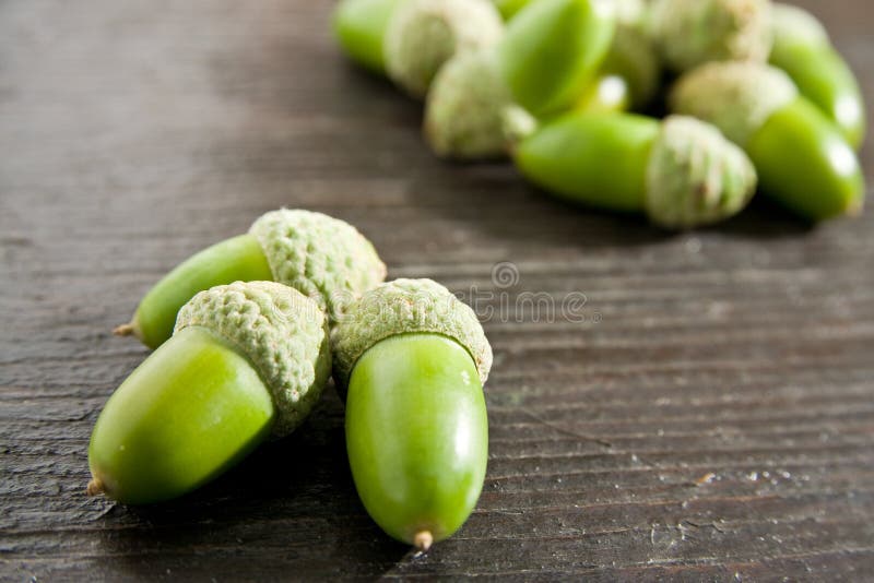 Groene gehele eikels stock foto. Image of noot, zaad - 18115428
