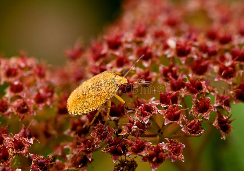Gele Morph Van Labidochromis-de Vissen Van Het Caeruleusaquarium Stock ...
