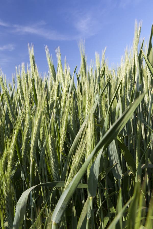 Groene gerst stock afbeelding. Image of droog, gras - 102446769