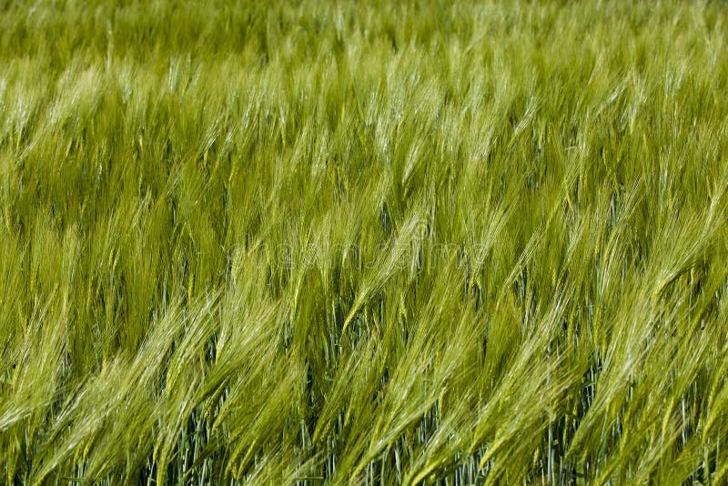 Groene gerst stock afbeelding. Image of droog, gras - 102446769