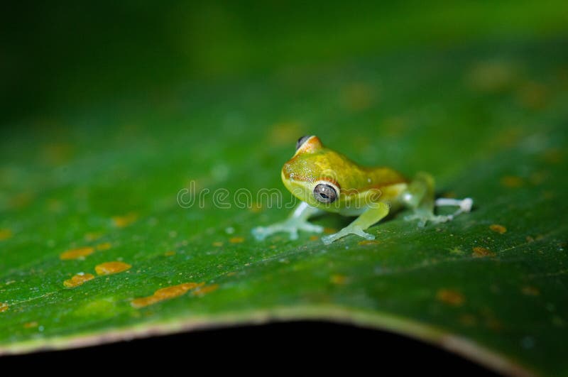 Groene glazen kikker stock afbeelding. Image of kikker - 49560687