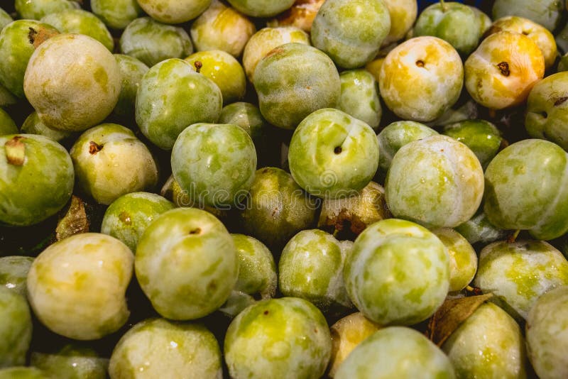 Groene Goed Verse Pruim, Nat Stock Foto - Image of seizoen, organisch ...