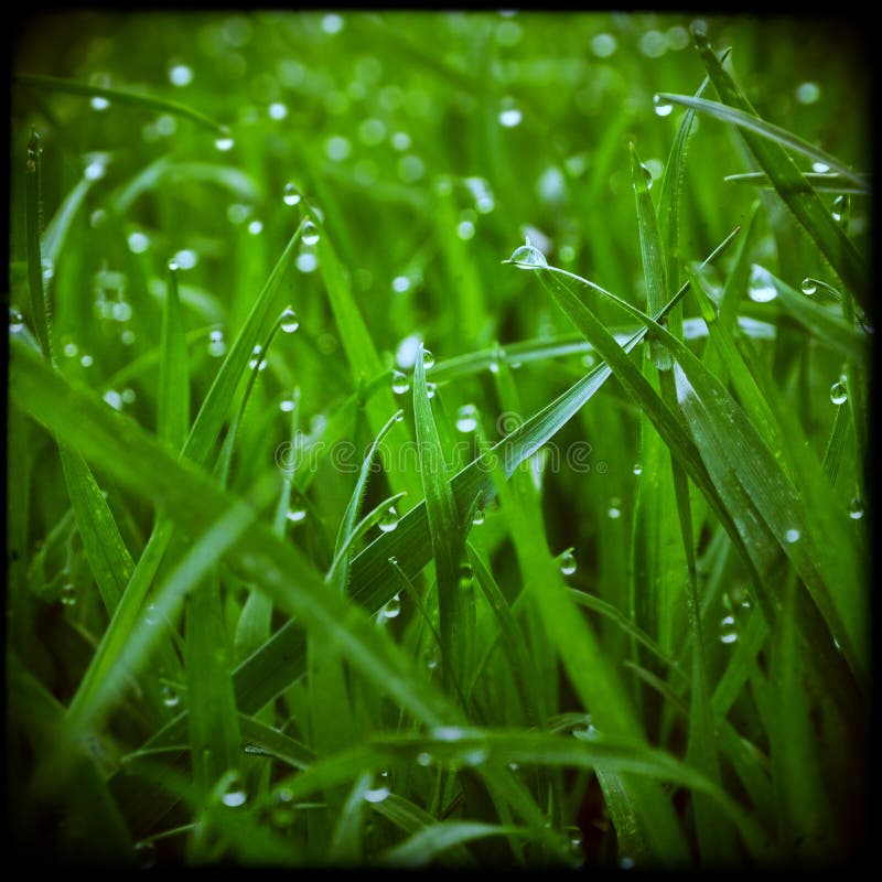 Groene Gras Artistieke Achtergrond Stock Foto - Image of dauw, groei ...