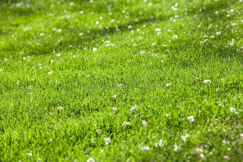 Groene Gras En Bloembloemblaadjes Stock Illustratie - Illustration of ...