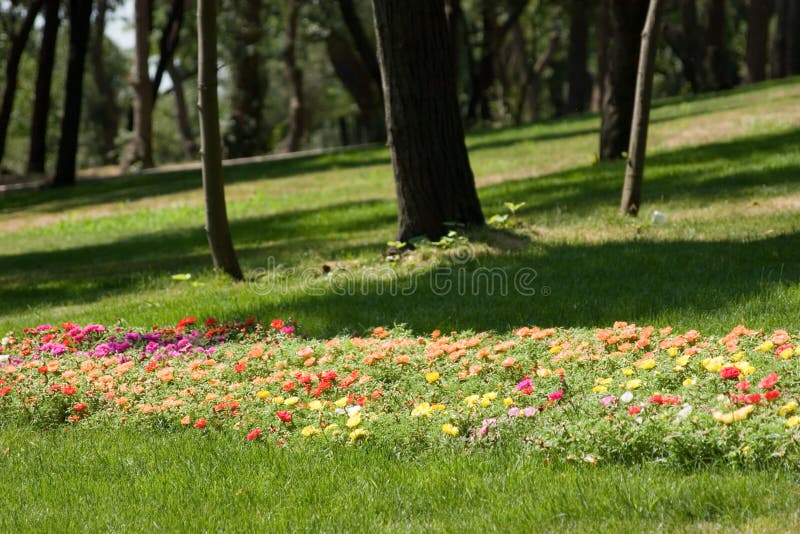 Groene gras en bomen stock foto. Image of openlucht, boomstam - 6164128