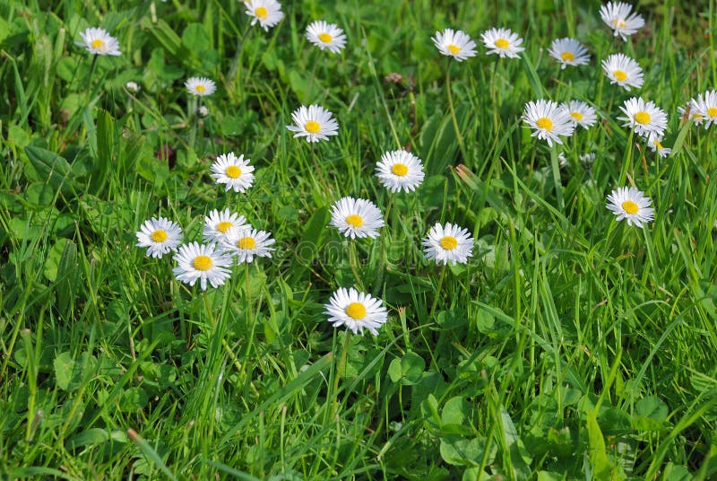 Groene gras en madeliefjes stock foto. Image of niveau - 19543678