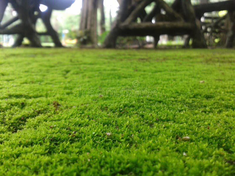 Groene grond stock foto. Image of grond, installatie - 63526028