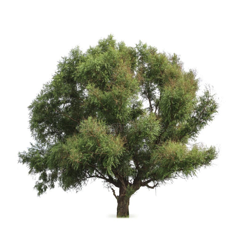 Groene grote boom stock foto. Image of achtergrond, lente - 25978146