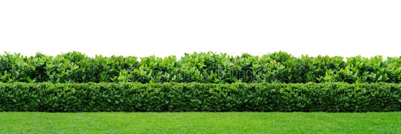 Groene haag stock illustratie. Illustration of zomer - 13192041