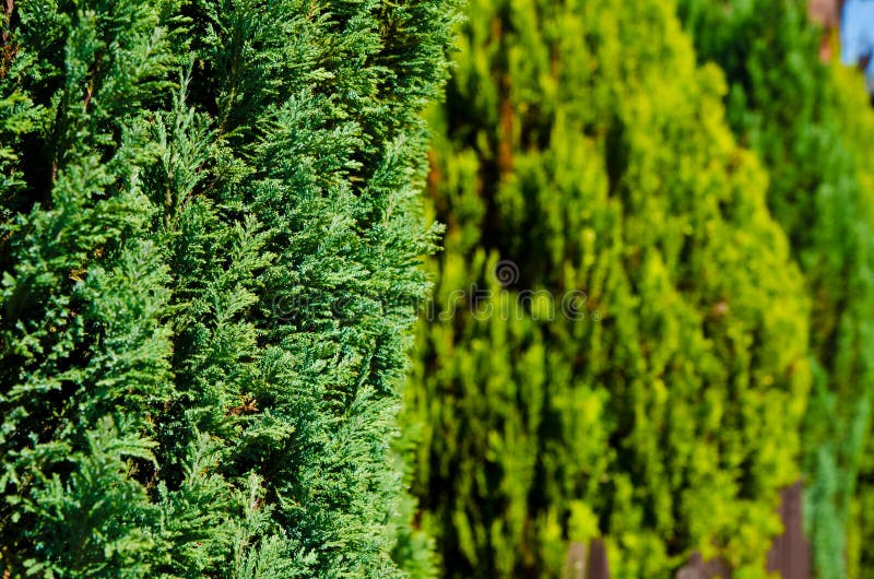 Groene haag stock afbeelding. Image of nave, achtertuin - 36463889