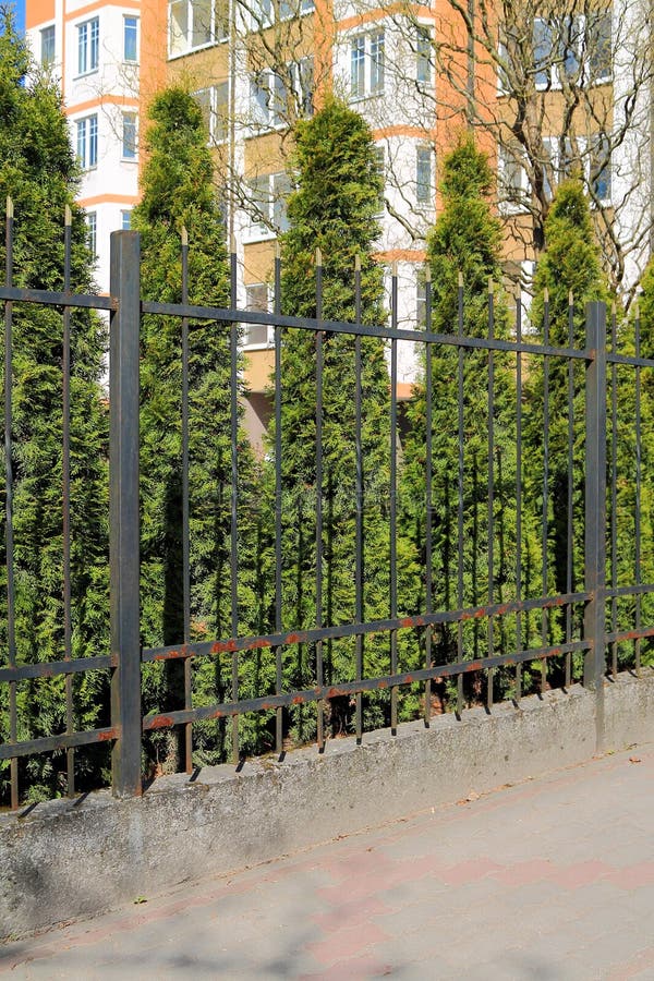 Groene Haag Van Altijdgroene Installaties Stock Afbeelding - Image of ...