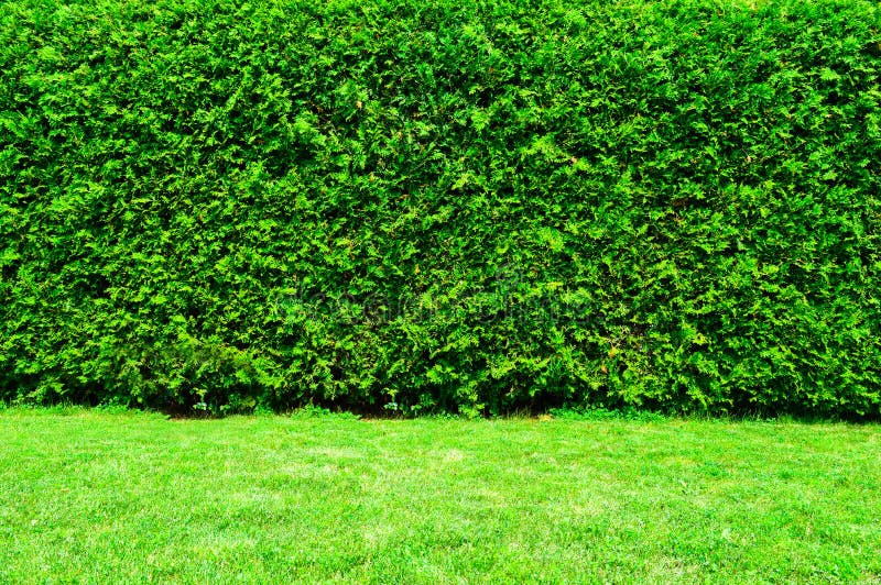 Groene Haag Van Bomen Thuja Stock Afbeelding - Image of bescherming ...