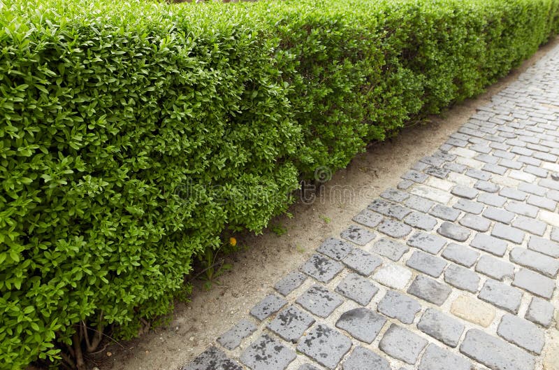 Struiken Op Een Stoep Van Een Stad Stock Foto - Image of groen, struik ...