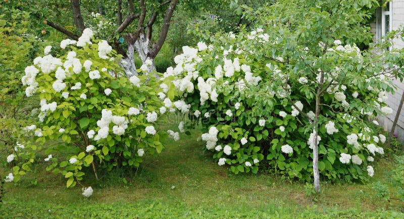 Groene Haag Van Een Witte Hydrangea Hortensia Stock Foto - Image of ...