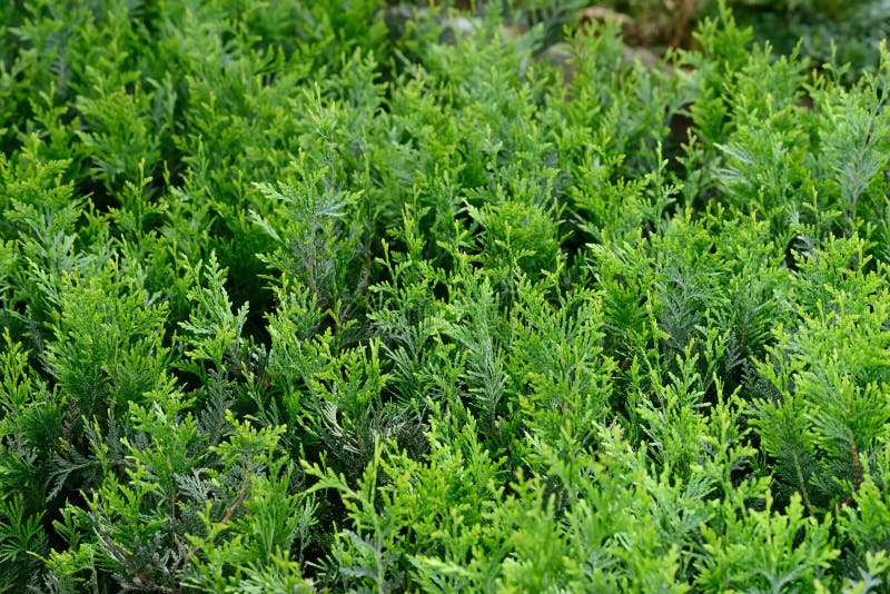 Groene Haag Van Thuja, Bush-Bomencipres, Jeneverbes Stock Foto - Image ...
