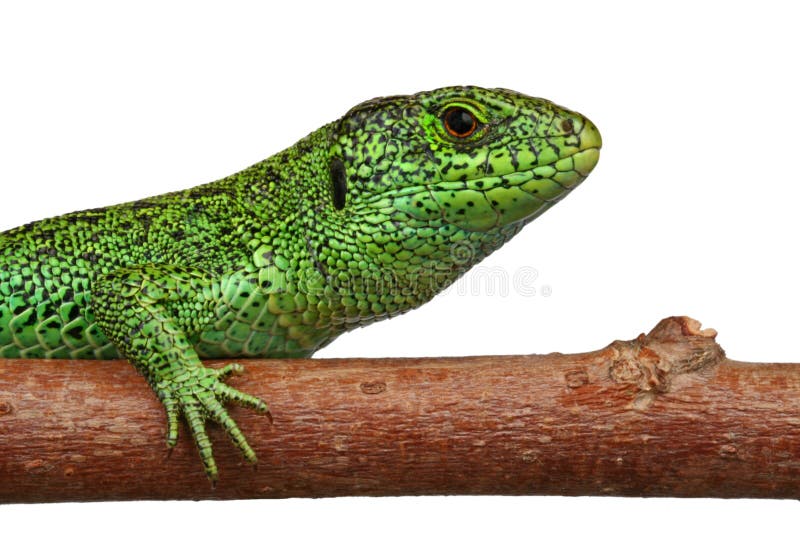 Groene Hagedis Op Het Beton Naast De Metaalpijler Kleine Hagedis Die ...