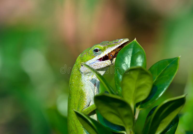 Groene Anolis Hagedis Eet Een Insect Stock Afbeelding - Image of ...