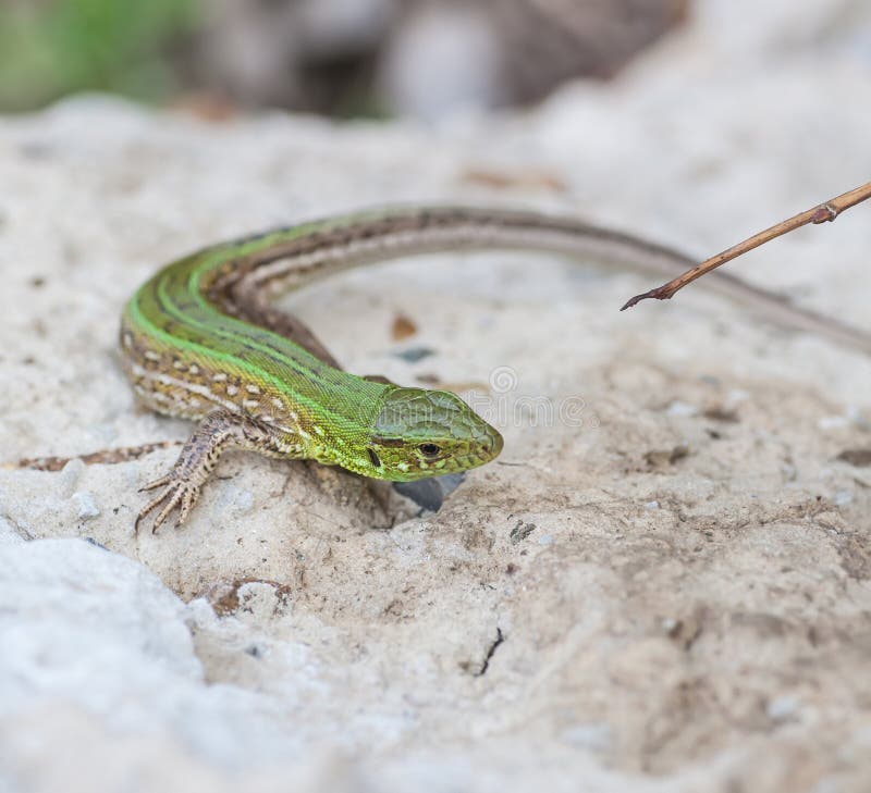 Europese groene hagedis stock foto. Image of europees - 14894840