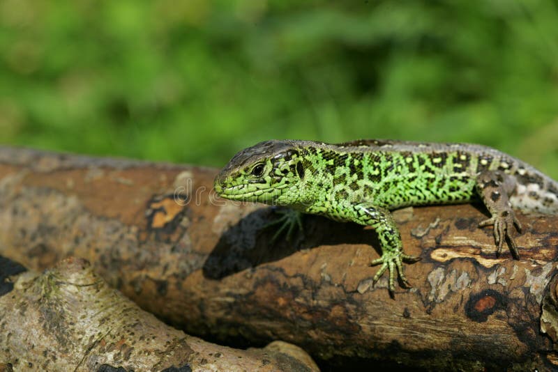 Groene hagedis in een bos stock foto. Image of hagedis - 18157162