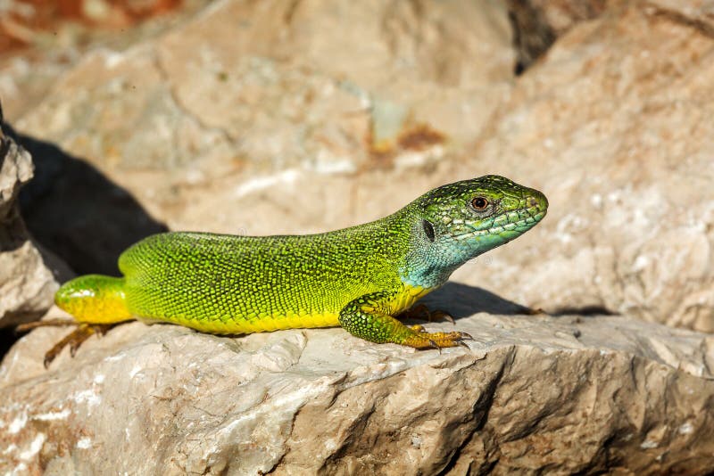 Groene Hagedis - Lacerta-viridis Werpt Zijn Huid Af Stock Afbeelding ...