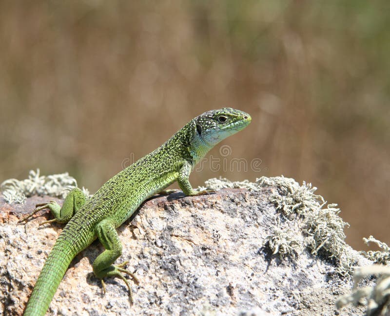 Groene Hagedis op een rots stock afbeelding. Image of hagedis - 1481967