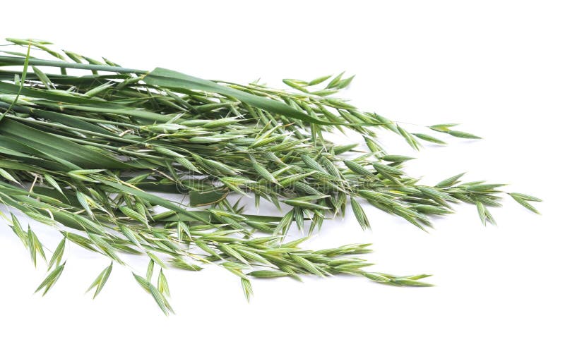 Groene haver stock foto. Image of versheid, landbouwbedrijf - 29974760