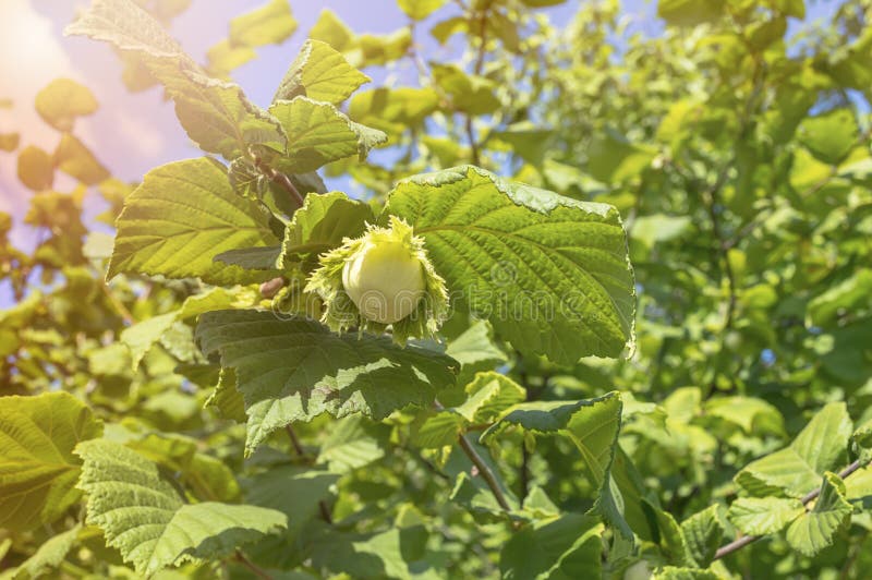 Groene Hazelnoot Aan De Boom Stock Foto - Image of notedop, blad: 56781054
