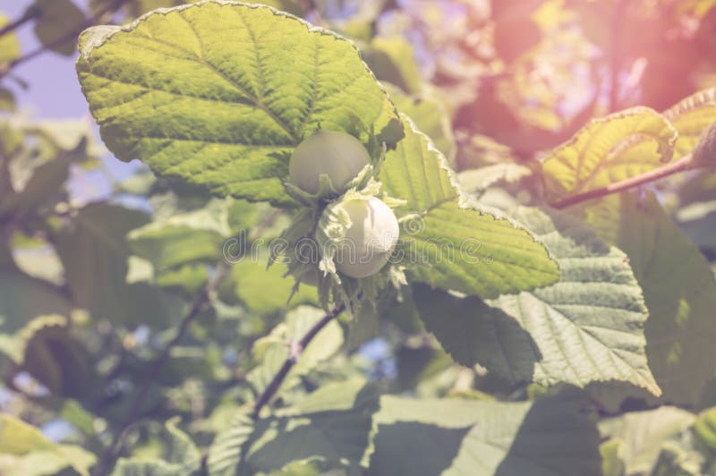 Groene hazelnoot op boom stock foto. Image of notedop - 56781054