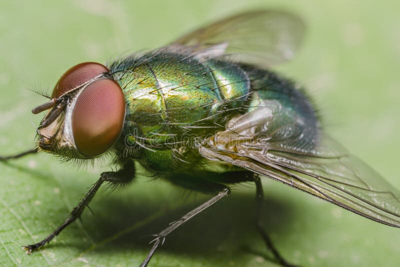 Groene Huisvlieg stock afbeelding. Image of vliegen, insecten - 24724733