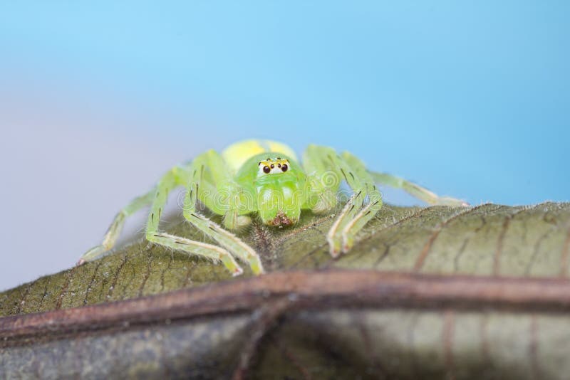 Groene Huntsman Spin, Micrommata Virescens Die Op Blad, In Tsjechische ...