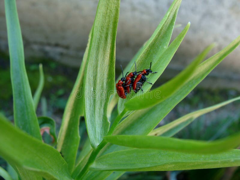Familie Rode Insecten Op De Schors Van Een Boom Stock Afbeelding ...