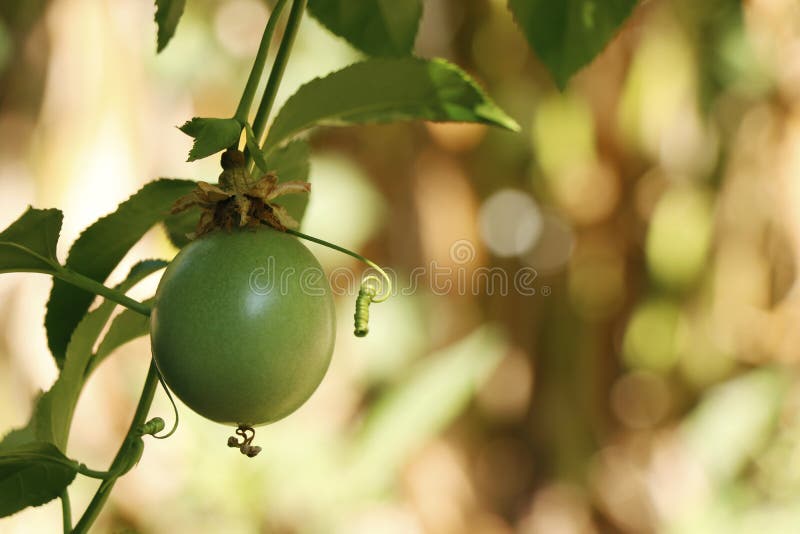 De Jonge Passievrucht Groeit Op De Tak Van De Passievruchtboom Stock ...