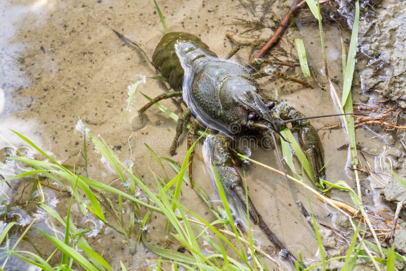De Snuit Van De Rivierkanker Van De Close-up Stock Afbeelding - Image ...