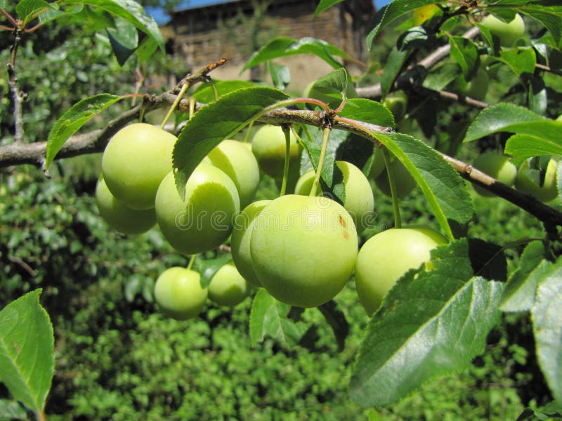 Groene Kersenpruim Op De Tak Van Boom Stock Foto - Image of pruim, kers ...