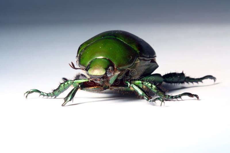 Groene Kever stock foto. Image of spinnen, nave, metaal - 12808466
