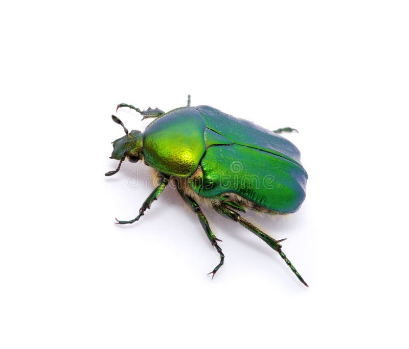 Groene kever stock afbeelding. Image of klein, schenen - 21038675