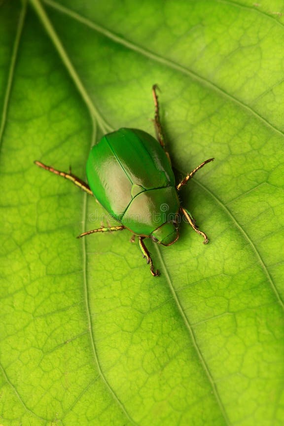 Groene kever stock foto. Image of hoorn, klein, sluit - 19590068