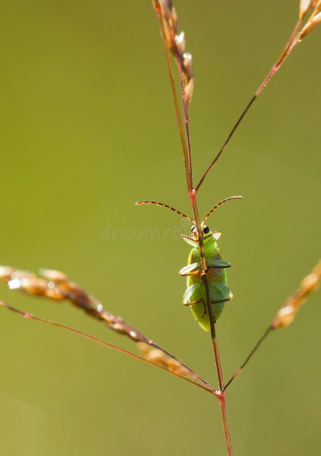 Groene kever stock foto. Afbeelding bestaande uit dauw - 26080766