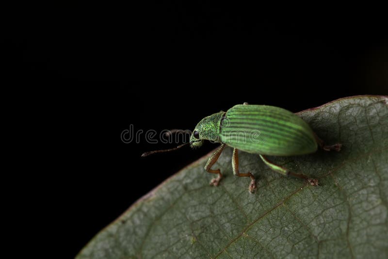 Groene kever stock foto. Image of kleurrijk, vaag, insect - 36152838