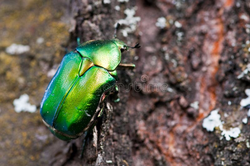 Groene kever stock foto. Image of metaal, vrachtwagen - 40350574