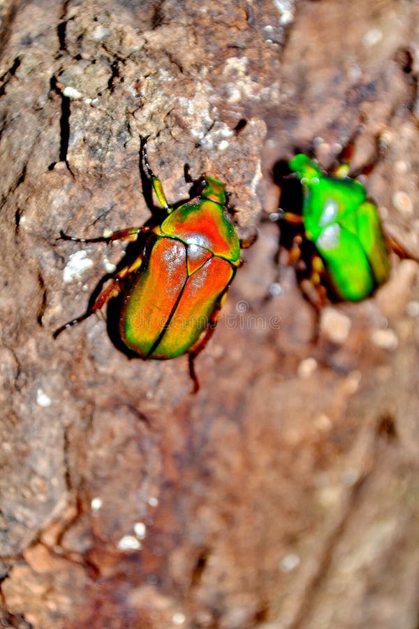 Groene kever stock afbeelding. Image of camouflage, sinaasappel - 55204255