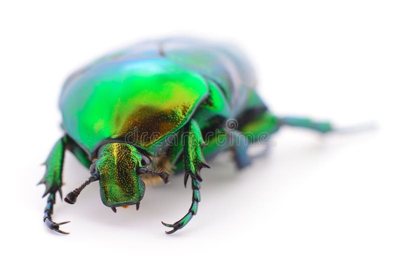 Groene kever op wit stock foto. Image of glanzend, sjab - 124201786