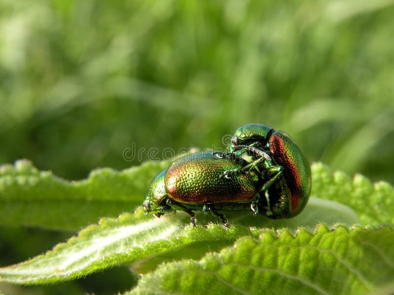 Groene kevers stock afbeelding. Image of insecten, geïsoleerd - 20045231
