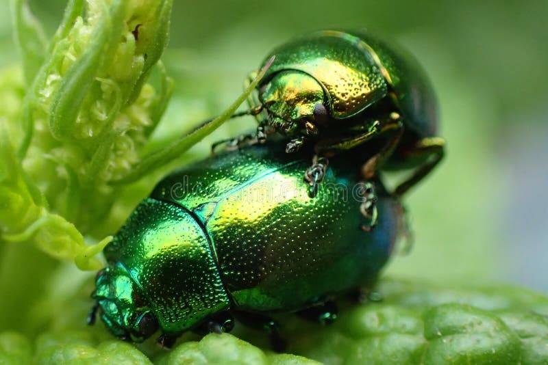 Groene kevers stock afbeelding. Afbeelding bestaande uit tijger - 12851743
