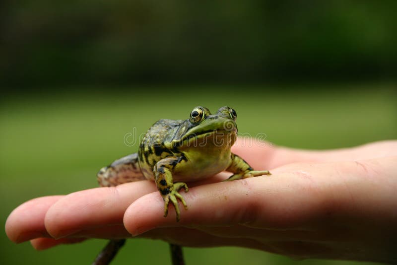 Groene kikker stock foto. Image of kikker, amfibie, sprong - 1030838