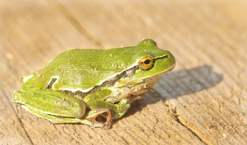 Boskikker Die Samengaat Met De Kleur Van De Herfstbladbiologische ...
