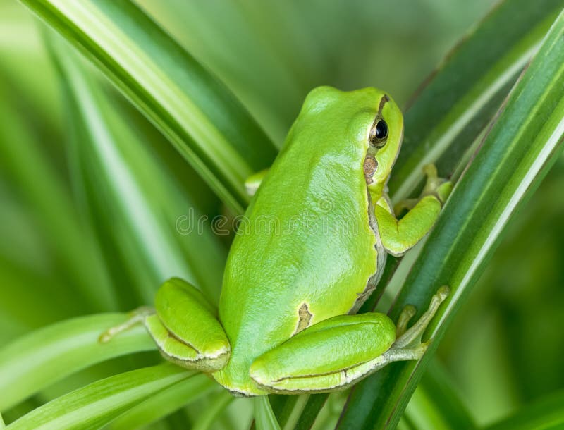Australische boomkikkers stock afbeelding. Image of dier - 45543069
